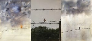 Nature inspires Calligraphy – Katja Frauenkron Deichgrafikerin