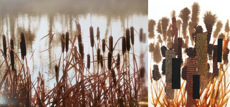 Nature inspires Calligraphy – Katja Frauenkron Deichgrafikerin